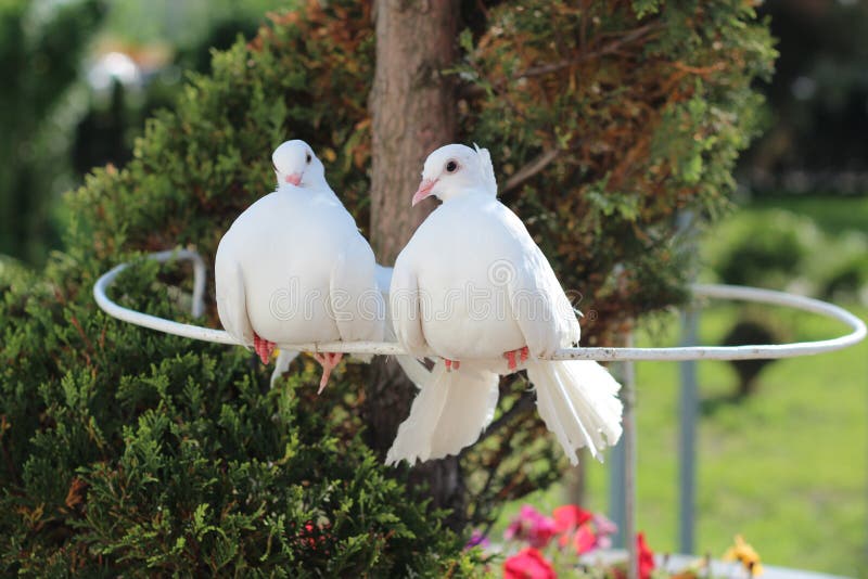 Mooie Witte Duif Twee, Symbool Van Vrede En Liefde Stock Afbeelding ...