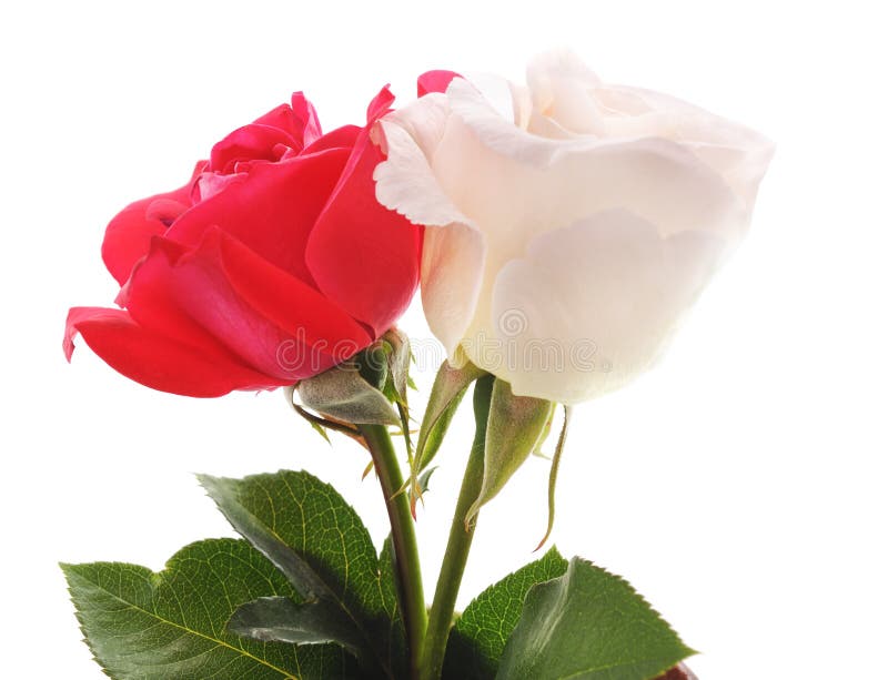 Mooie witte en rode Rozen stock afbeelding. Image of vriendschap ...