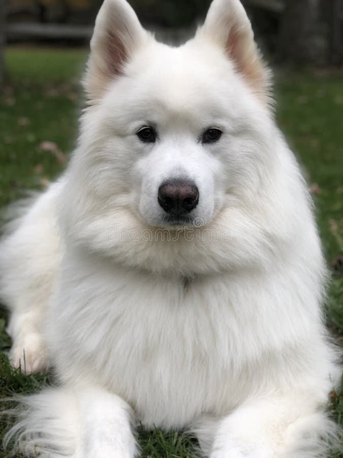 Mooie Witte Hond Met Veel Haar, Leggend in Yard Stock Foto - Image of ...