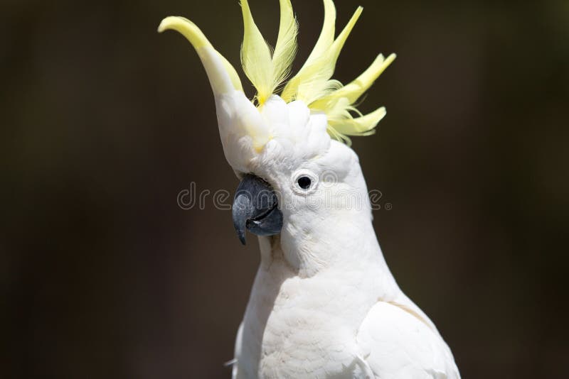 Prachtige Witte Kaketoe, Australië Stock Foto - Image of exemplaar ...