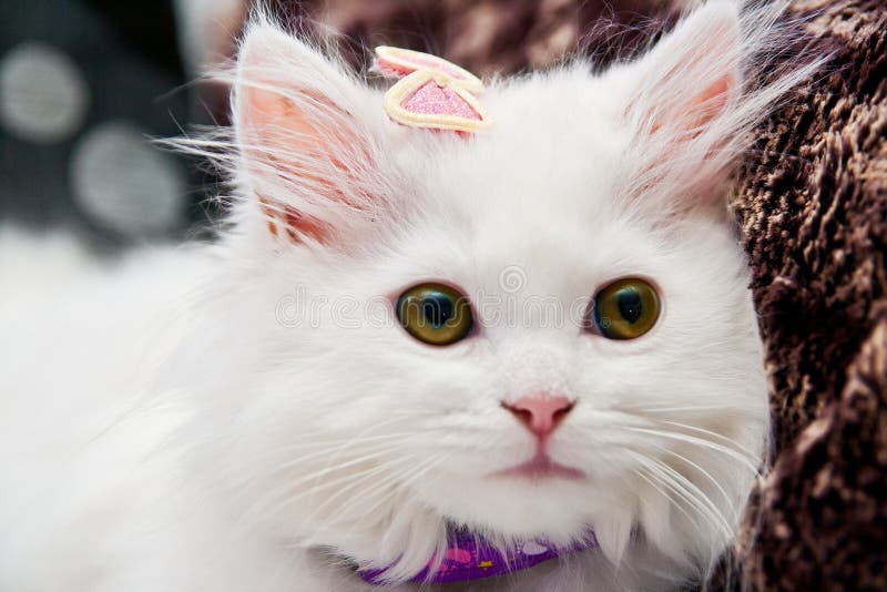 Mooie witte Perzische kat stock afbeelding. Image of boog - 50040705