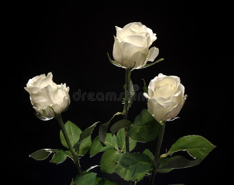 Mooie witte rozen in vaas stock foto. Image of plantkunde - 38671358