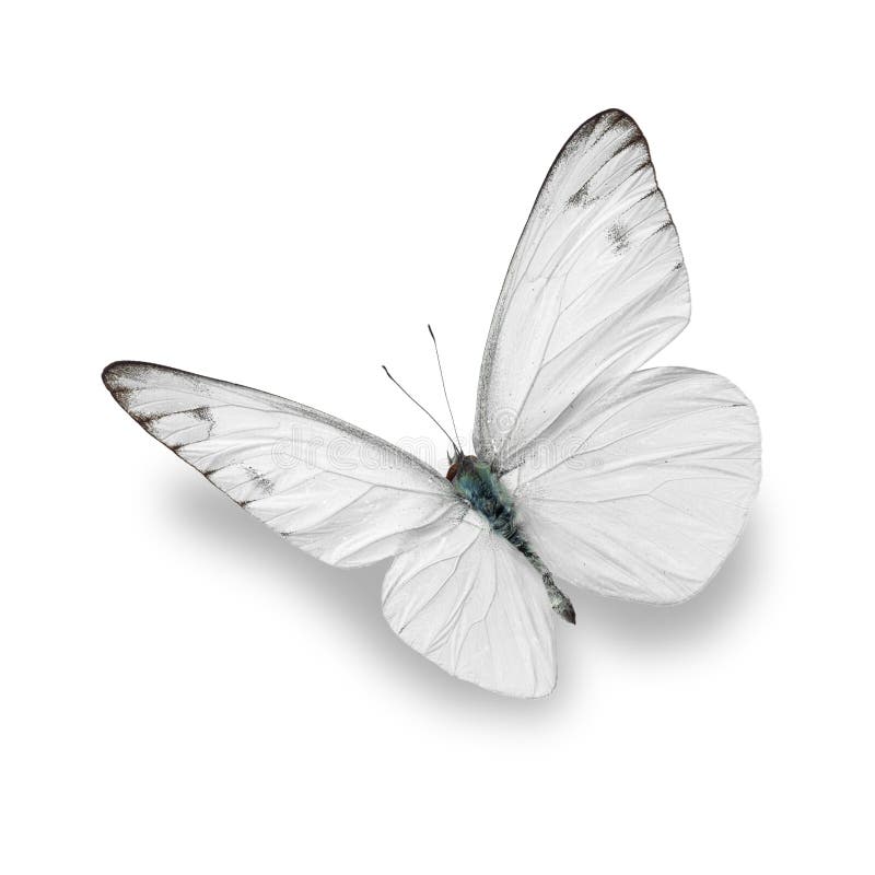 Mooie witte vlinder stock afbeelding. Image of entomologie - 81630319