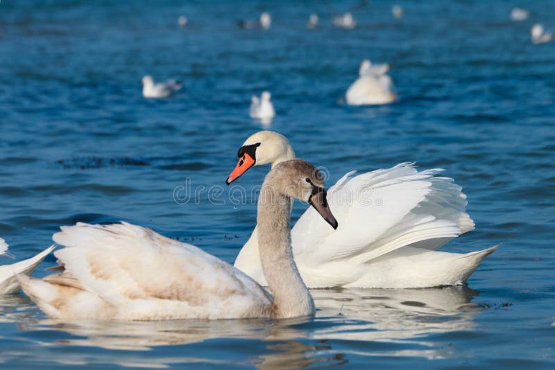 Mooie witte zwanen stock foto. Image of vrijheid, familie - 23637646