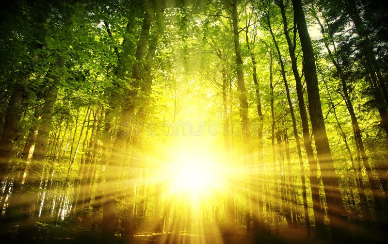 Mooie Zonsondergang in Het Bos Stock Foto - Image of wildernis ...