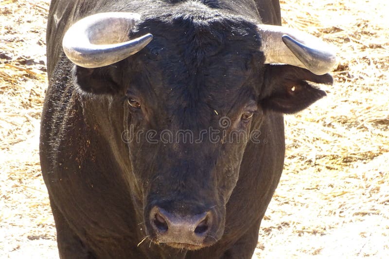 Zwarte Stier Die In Spaanse Arena Lopen Stock Afbeelding - Afbeelding ...
