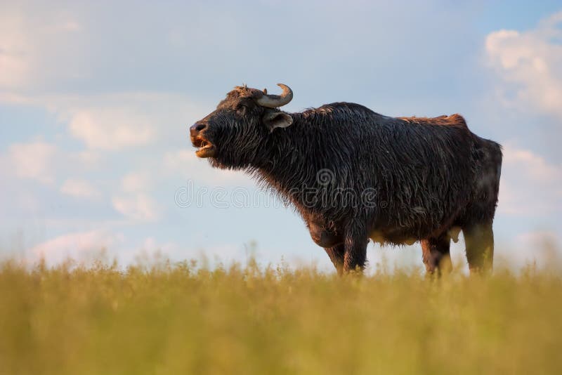 Mooing Asian Water Buffalo Stock Photos - Free & Royalty-Free Stock ...