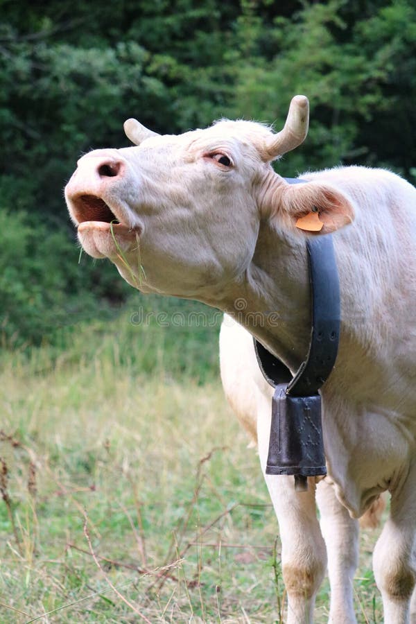 Mooing cow stock photo. Image of animal, grass, horns - 95344784