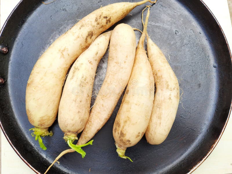 Mooli, Daikon or Daikon Radish Vegetable is the Most Common. Stock ...