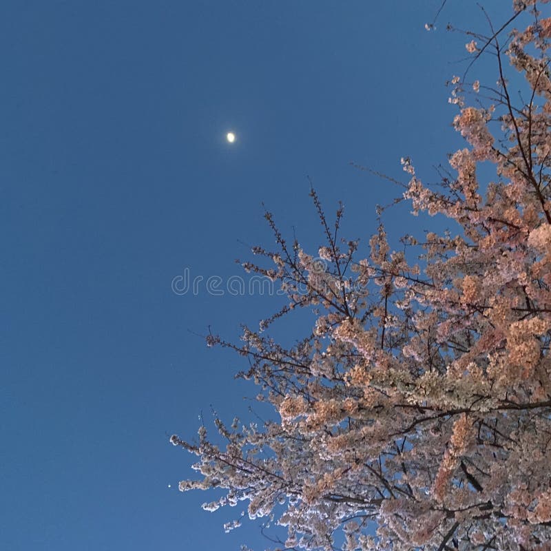 Moon Above Cherry Blossom Trees in Spring Stock Image - Image of moon ...