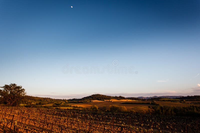 Moon Above Glowing Vineyards and Rolling Hills. Stock Image - Image of ...