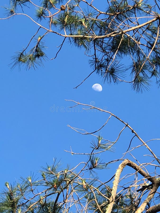Moon As Seen through Branches of a Tree in the Early Evening Stock ...