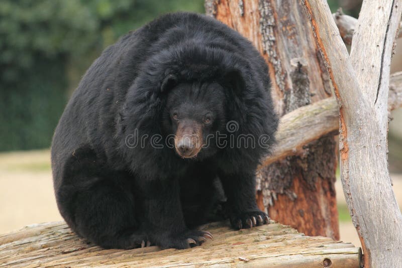 Moon bear stock photo. Image of adult, wooden, asian - 29557734