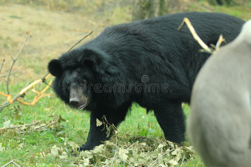 Moon bear stock photo. Image of thibetanus, chestes, asiatic - 33161364