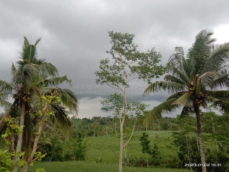 Moon Beautiful Evening Tree Mountain Stock Image - Image of flower ...