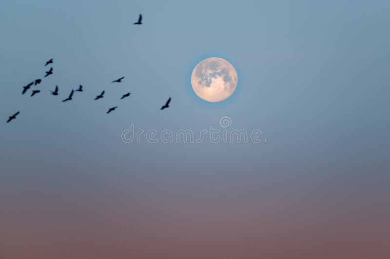 Moon with a Beautiful Sky and Birds Flying in Front Stock Photo - Image ...