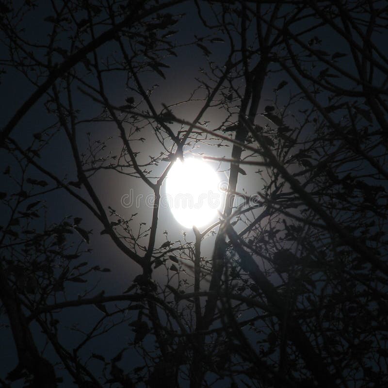 Moon behind branches stock image. Image of tree, mystic - 569759