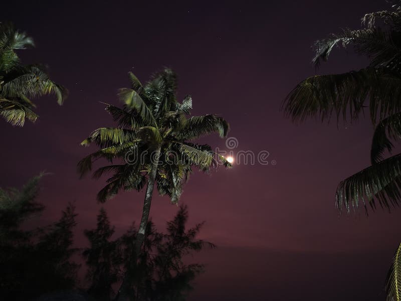 Coconut Tree Lunar Eclipse Beautiful Background Stock Photos - Free ...