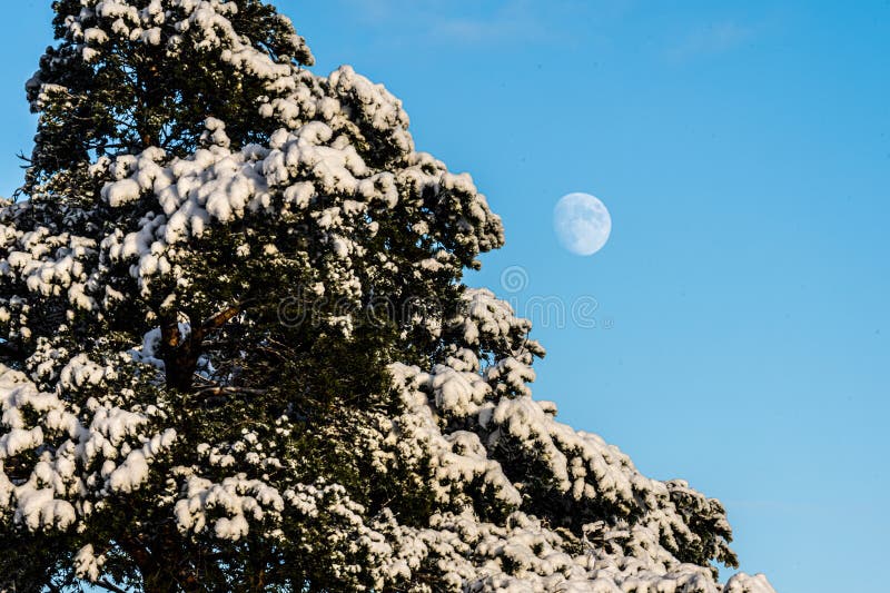 The Moon Behind a Snow Clad Tree in Winter.. Stock Photo - Image of ...