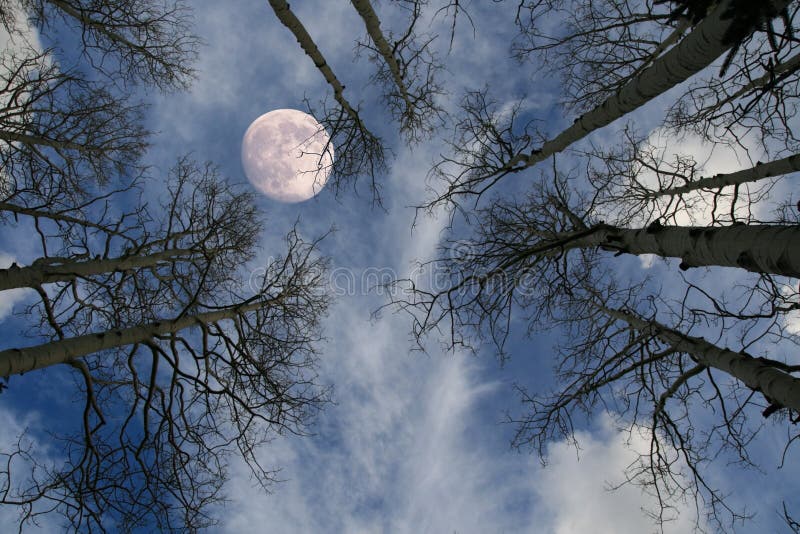 Full Moon Behind Tree Branches Full Moon Over Branch In Night Sky