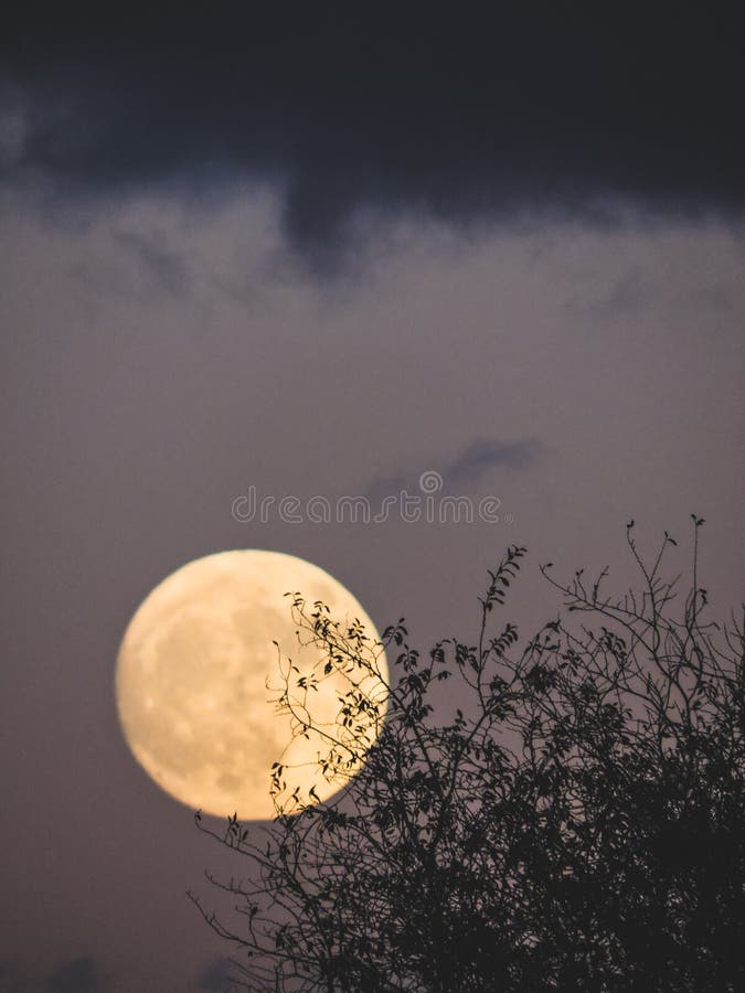 Moon Behind a Tree in the Evening Stock Image - Image of tree, yellow ...