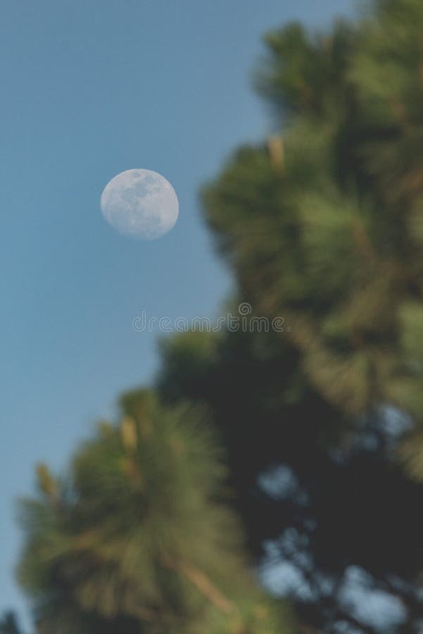 Moon behind a tree stock image. Image of morning, daylight - 85864749