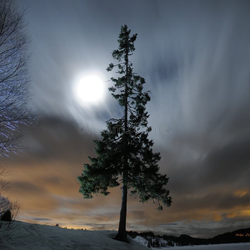 Moon Behind the Trees in the Twilight Stock Photo - Image of dark ...