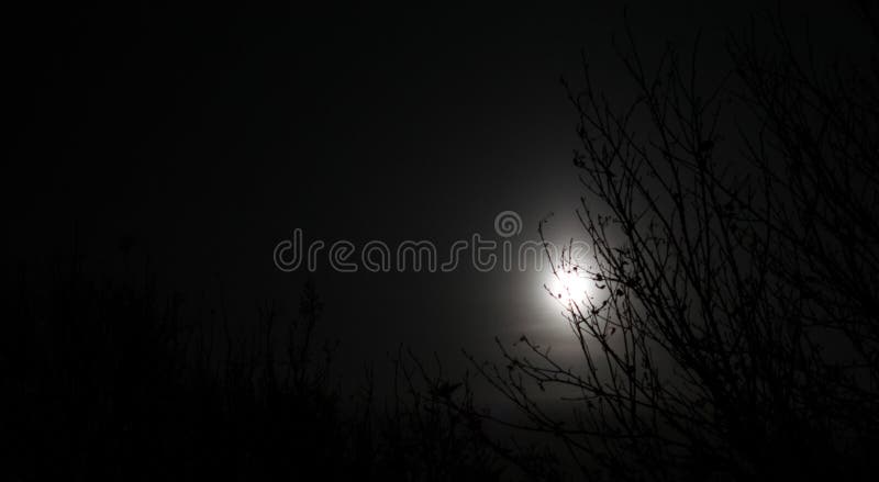 Moon behind trees stock photo. Image of dark, full, autumn - 83450576