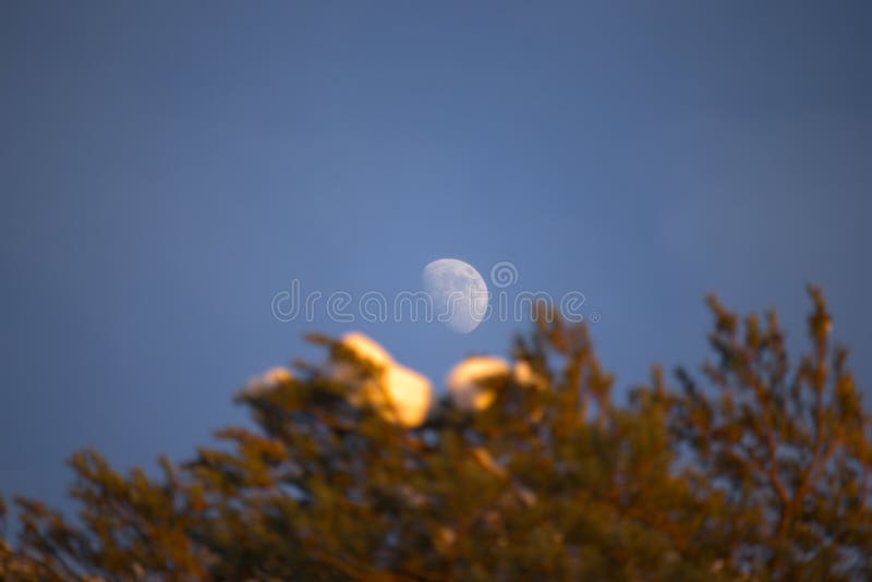 Moon Behind the Trees at Night in the Blue Sky Stock Image - Image of ...