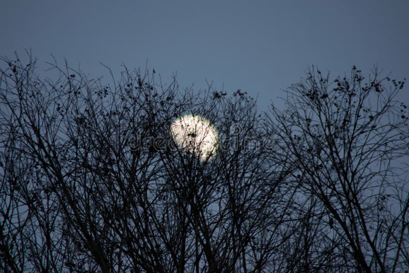 Moon behind the trees stock image. Image of trees, shadows - 84842157