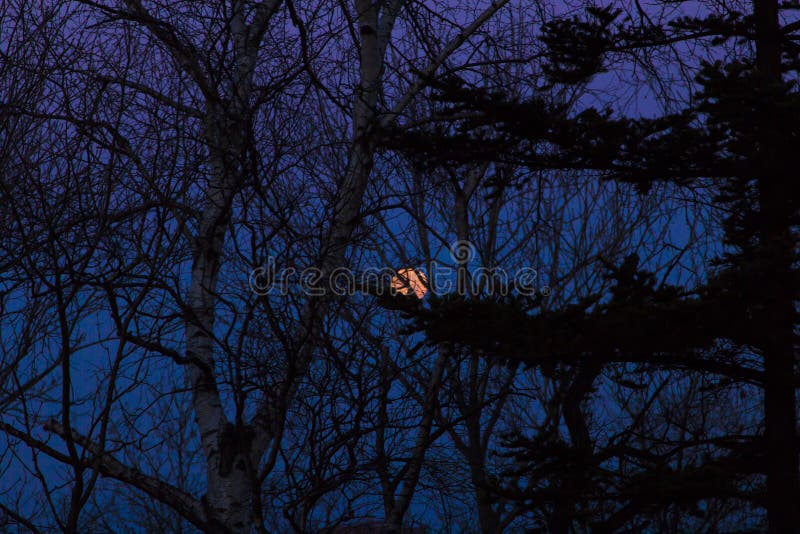 Moon behind trees stock photo. Image of serenity, dark - 107574282