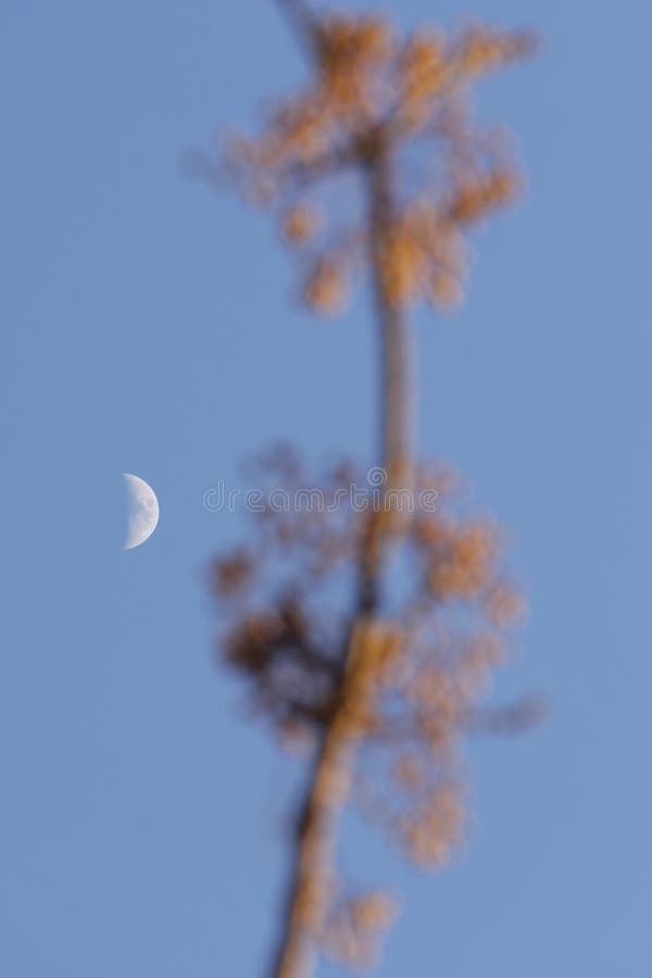 Moon Behind a White Cedar Tree Stock Image - Image of close, moon: 42931517