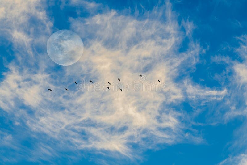 Moon Birds Blue Sky Clouds stock image. Image of heaven - 201020193