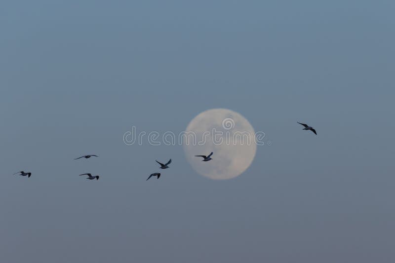 Moon and Birds in the Blue Sky Stock Image - Image of moonlight, flight ...