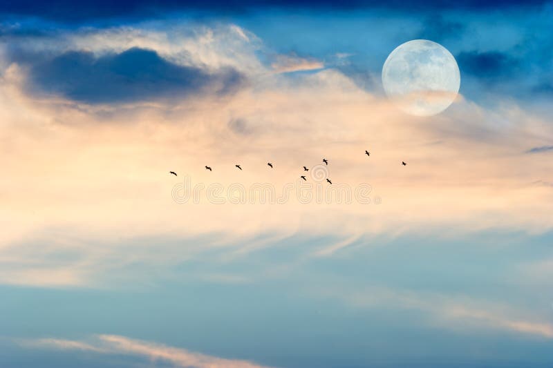 Moon Birds stock photo. Image of landscape, beautiful - 81701278
