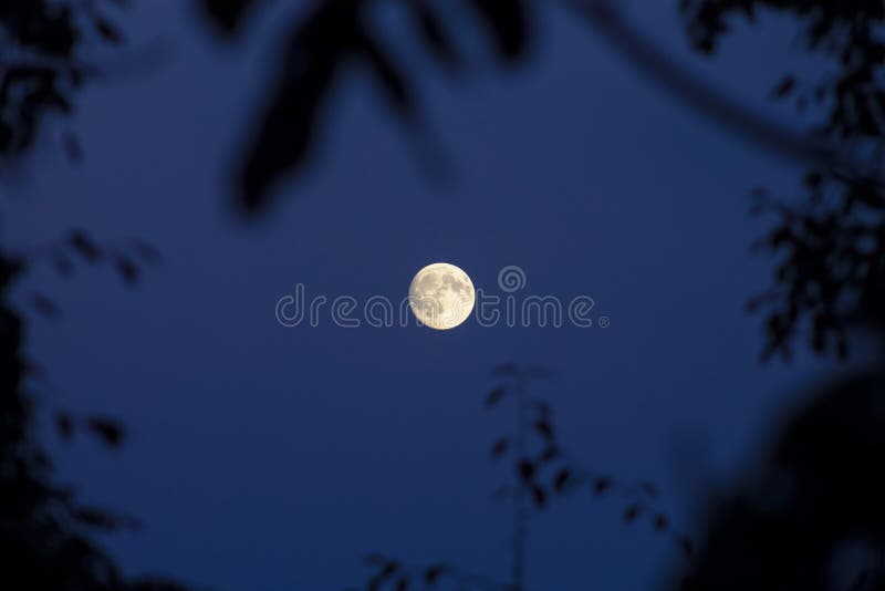 Moon on a Blue Night Sky, Branch in the Jungle Stock Image - Image of ...