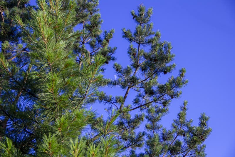 The Moon on the Blue Sky. the Moon Can Be Seen through the Branches of ...