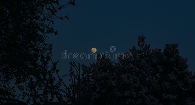 The moon at sunset stock photo. Image of full, crescent - 250804462
