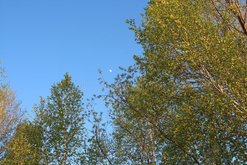 Moon among the Branches of Trees in the Sky in the Evening in Nature in ...