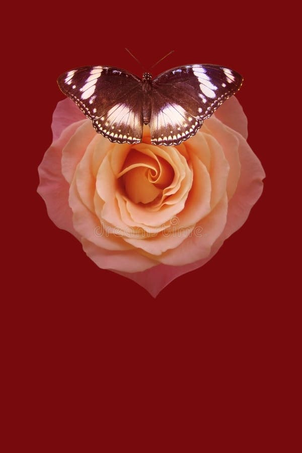 Red rose and butterfly stock photo. Image of flying, butterfly - 91732428