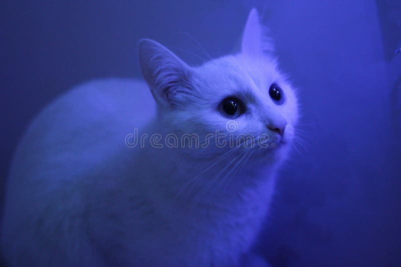 Moon cat stock photo. Image of serenity, homecats, animals - 96583338