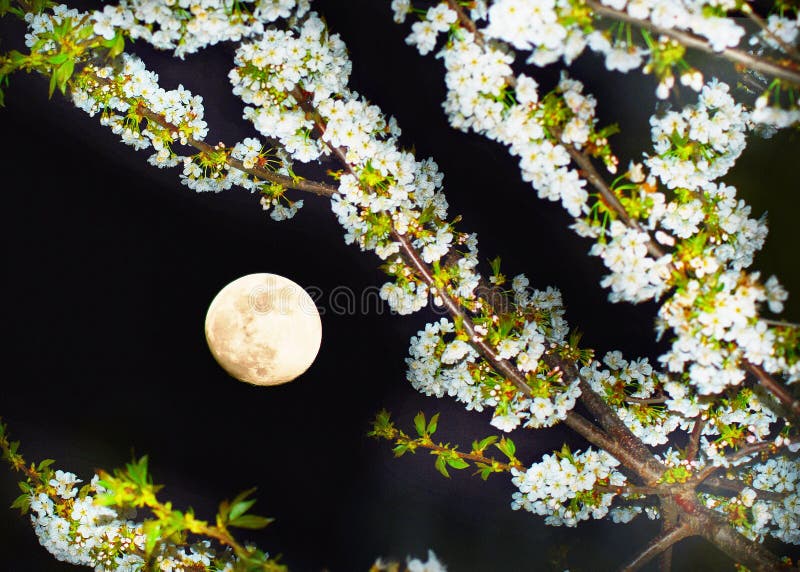 The Moon beside a Cherry Tree with Flowers Stock Photo - Image of ...