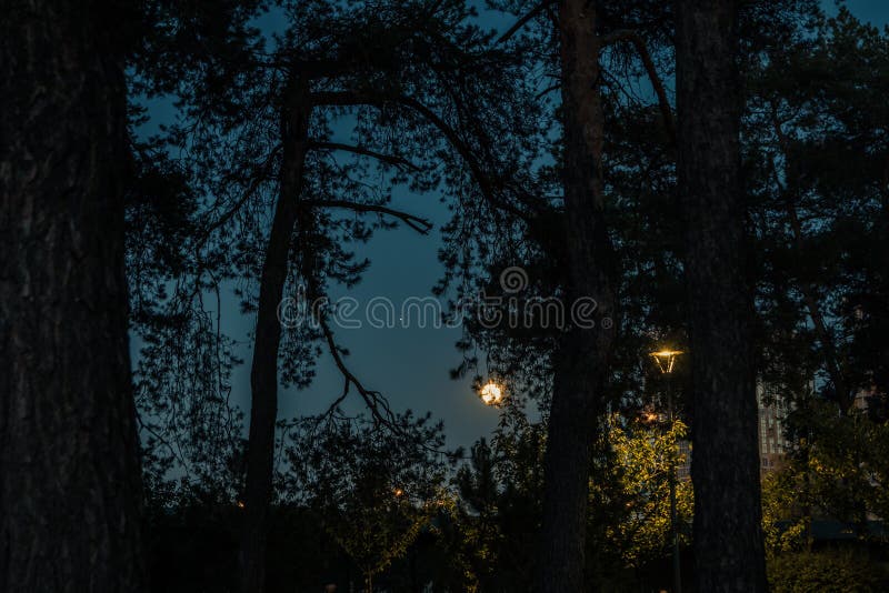 Moon in the City Park. the Moon Shines Behind the Branches of Tr Stock ...