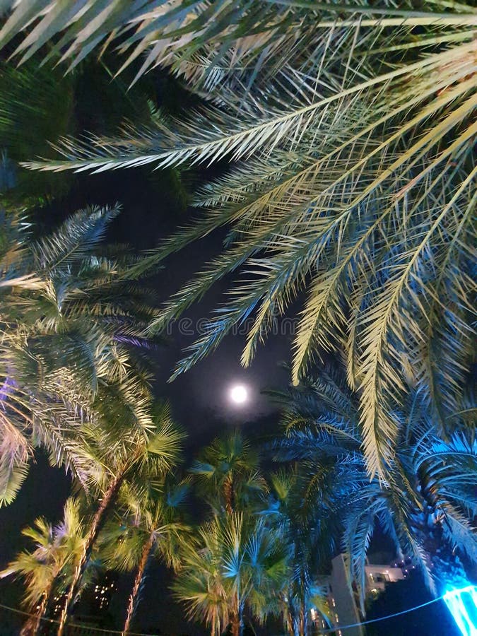 Moon in coconut stock photo. Image of mennycoconut, nice - 156077794