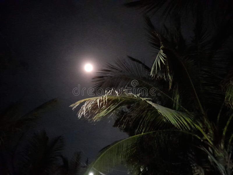 The moon and coconut tree stock image. Image of tree - 372129305