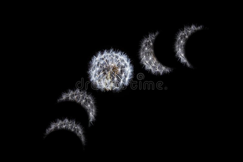 Moon Eclipse Depicted with Dandelion. Stock Image - Image of night ...