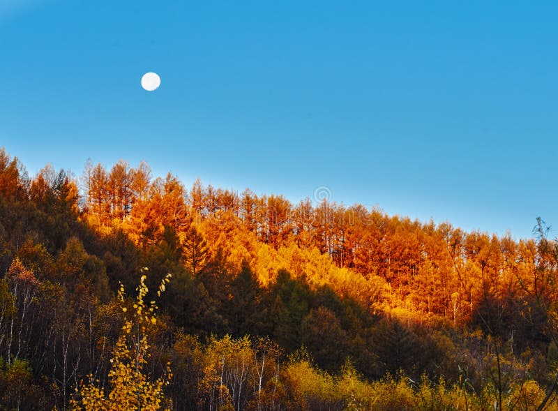 Moon and fall forest stock image. Image of tree, colorful - 117070431