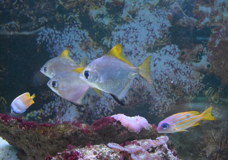 Moon fish stock image. Image of wildlife, beautiful - 246434521