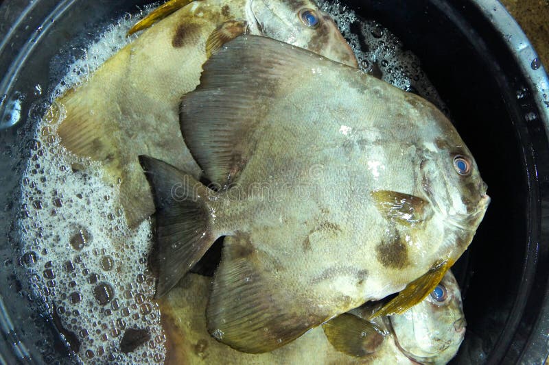 Moon Fish Caught at Sea. Philippines Stock Image - Image of reef ...