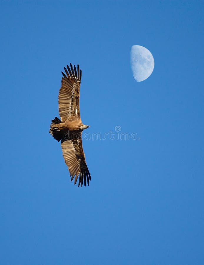 Hawk and moon stock image. Image of searching, animal - 4554819